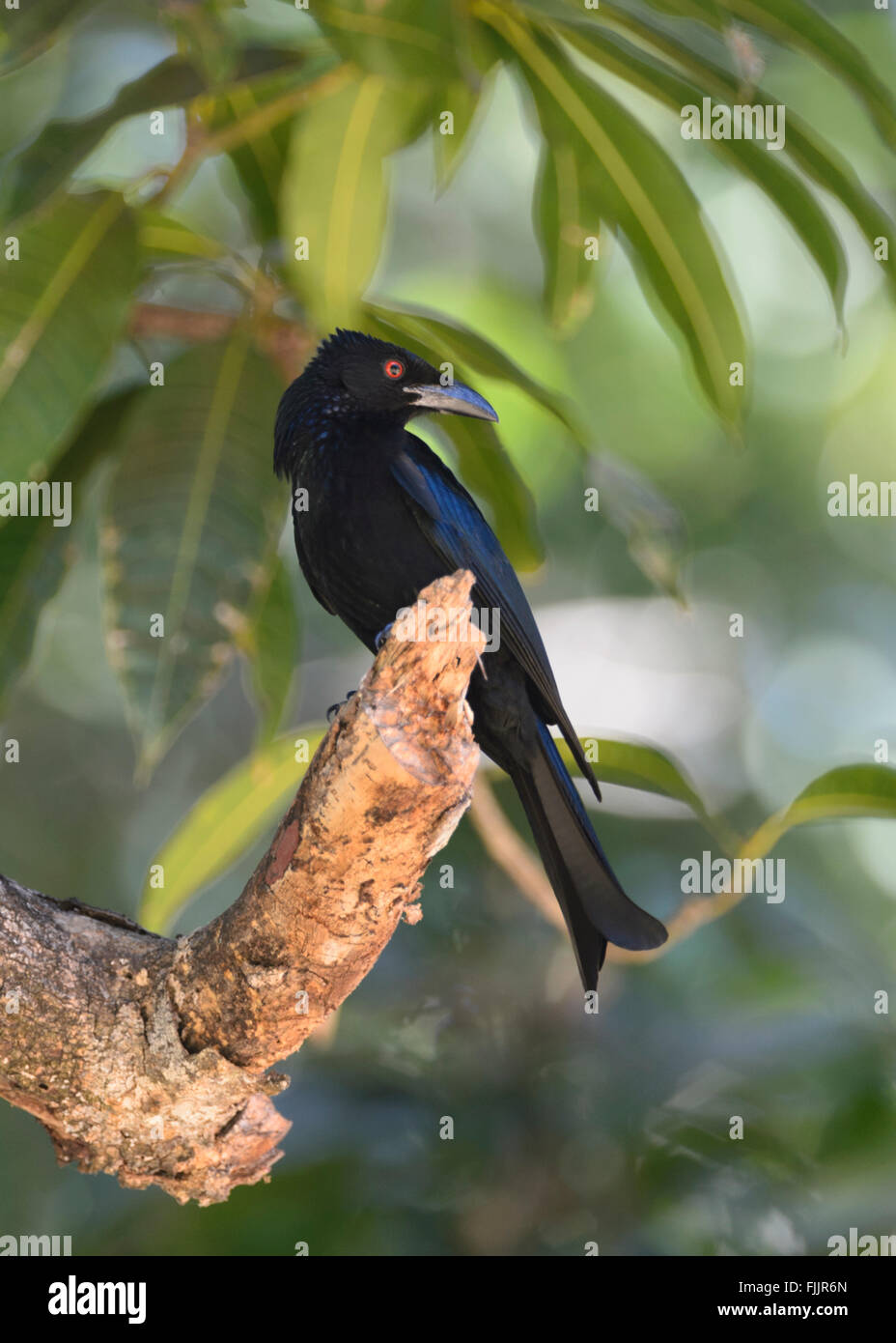 Spangled Drongo (Dicrurus bracteatus), Northern Territory, NT ...