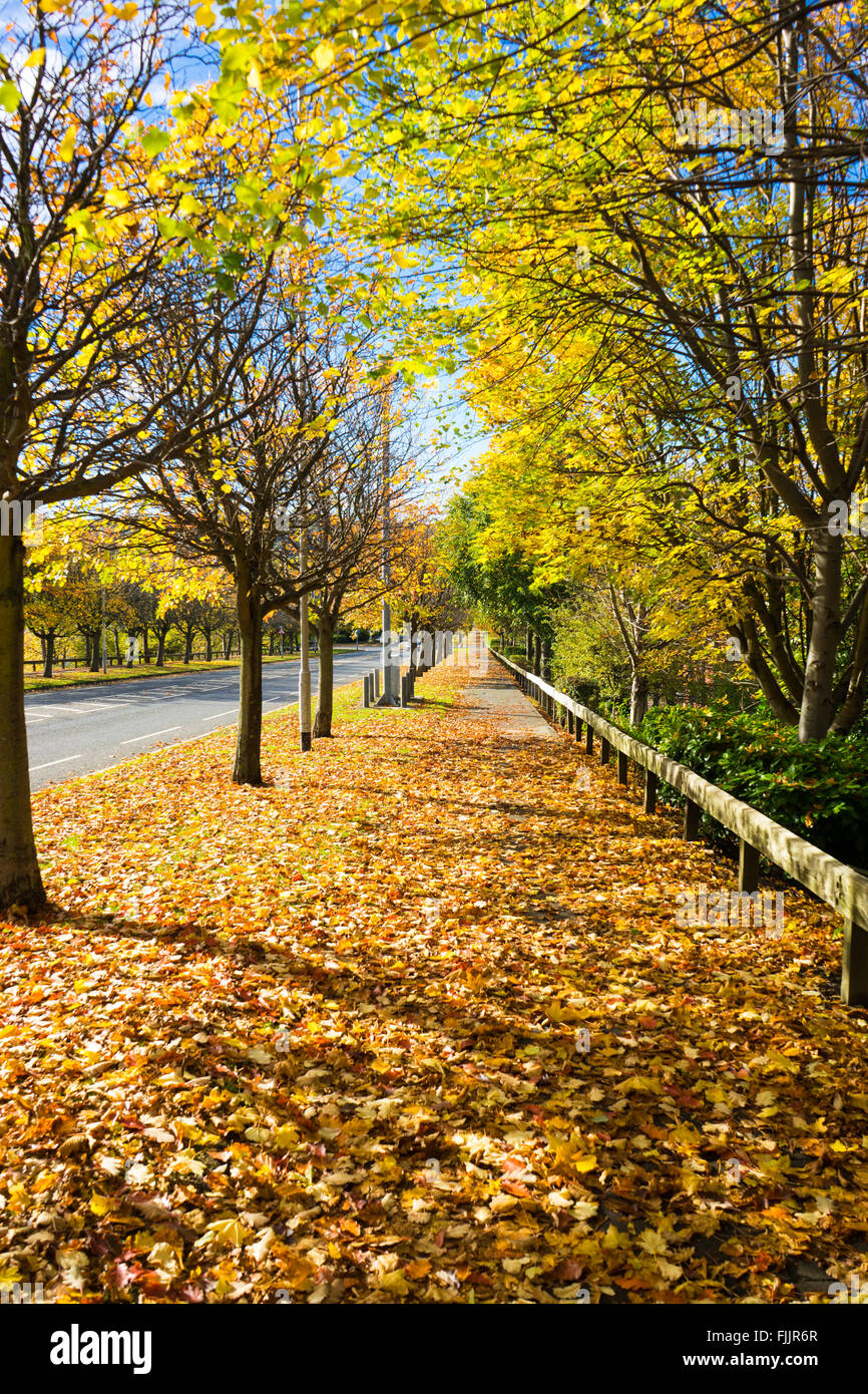 Pathway of Autumn leaves Stock Photo - Alamy