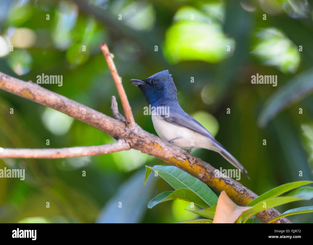 Leaden flycatcher hi-res stock photography and images - Alamy