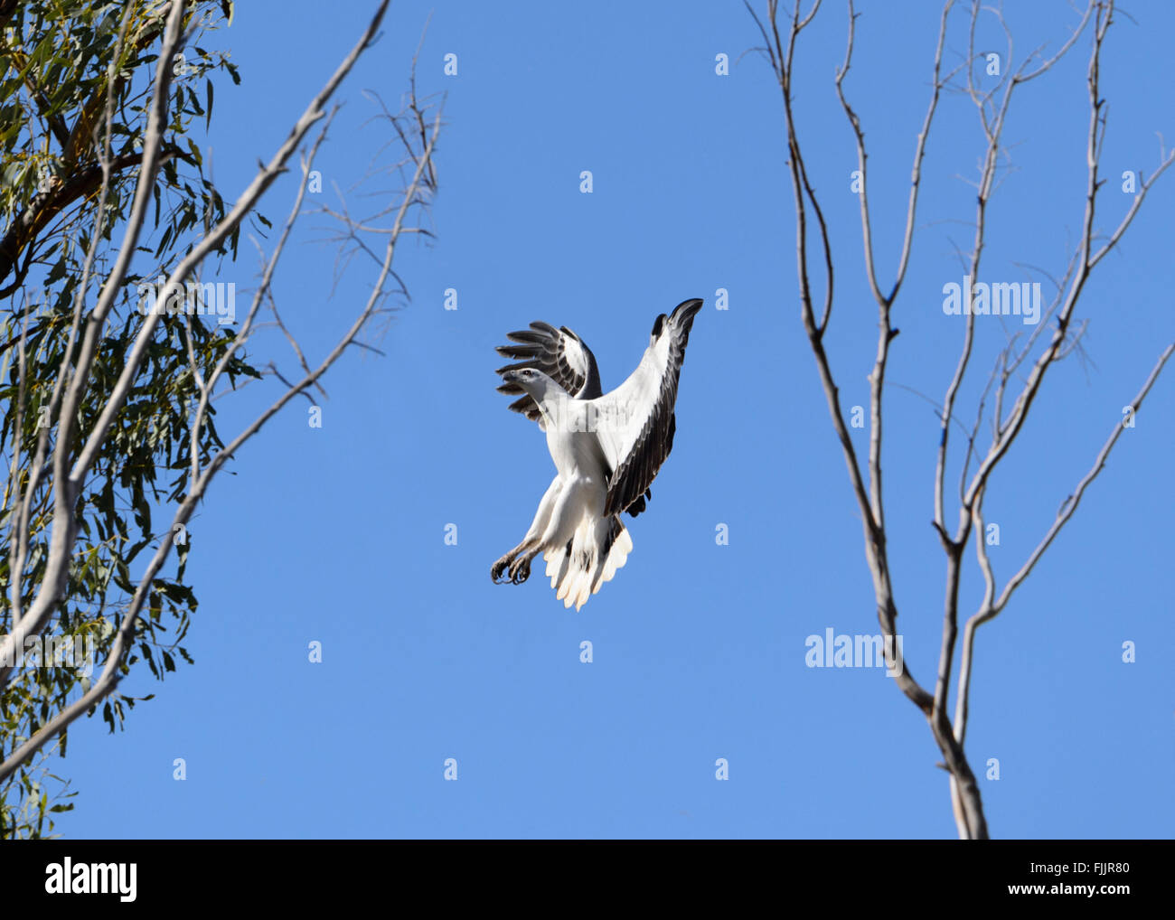 White bellied sea eagle landing hi-res stock photography and images - Alamy