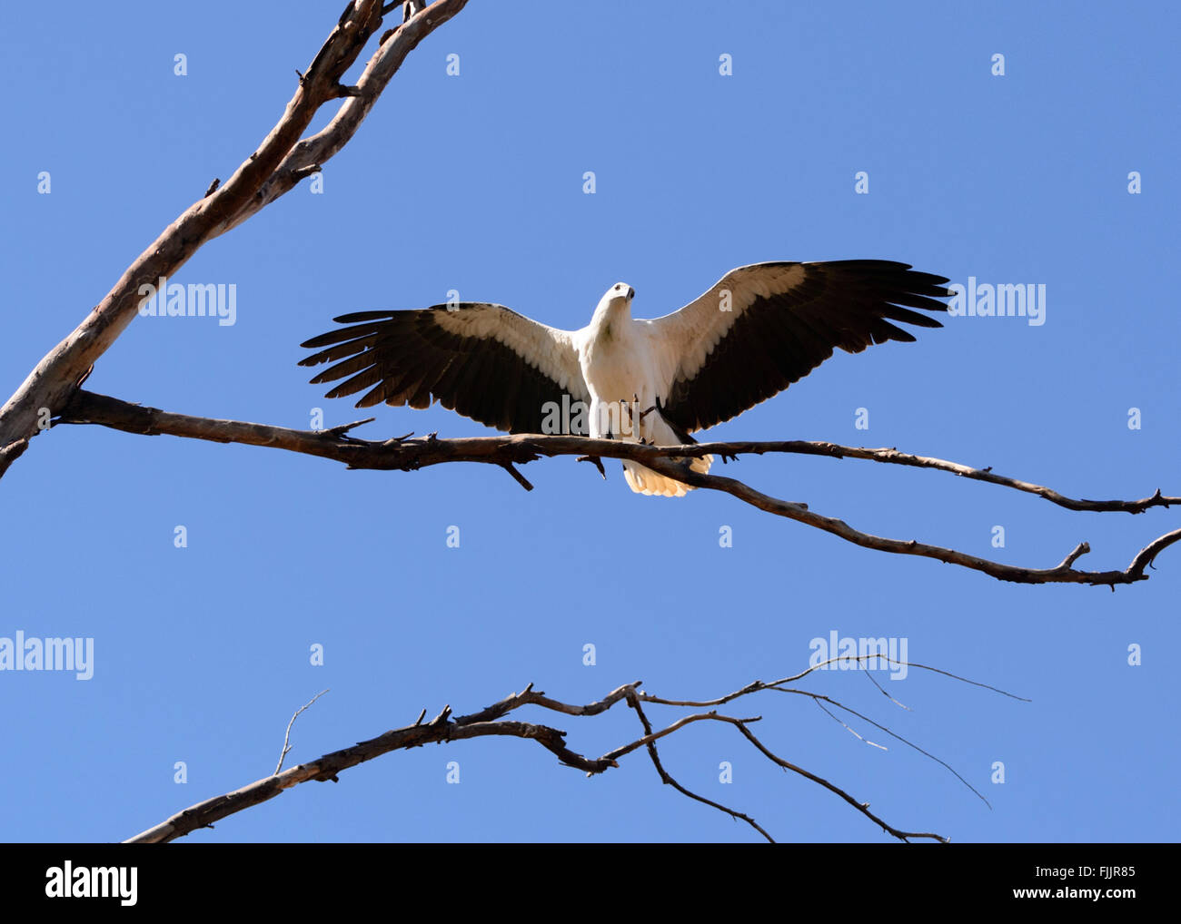 Sea eagle australia hi-res stock photography and images - Alamy