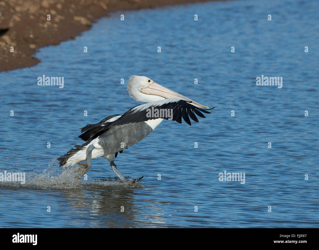 Australian Pelican (Pelecanus conspicillatus), Queensland, Australia ...