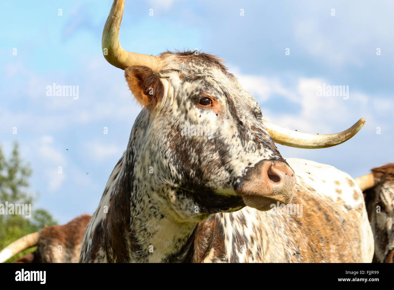 British longhorn cattle hi-res stock photography and images - Alamy