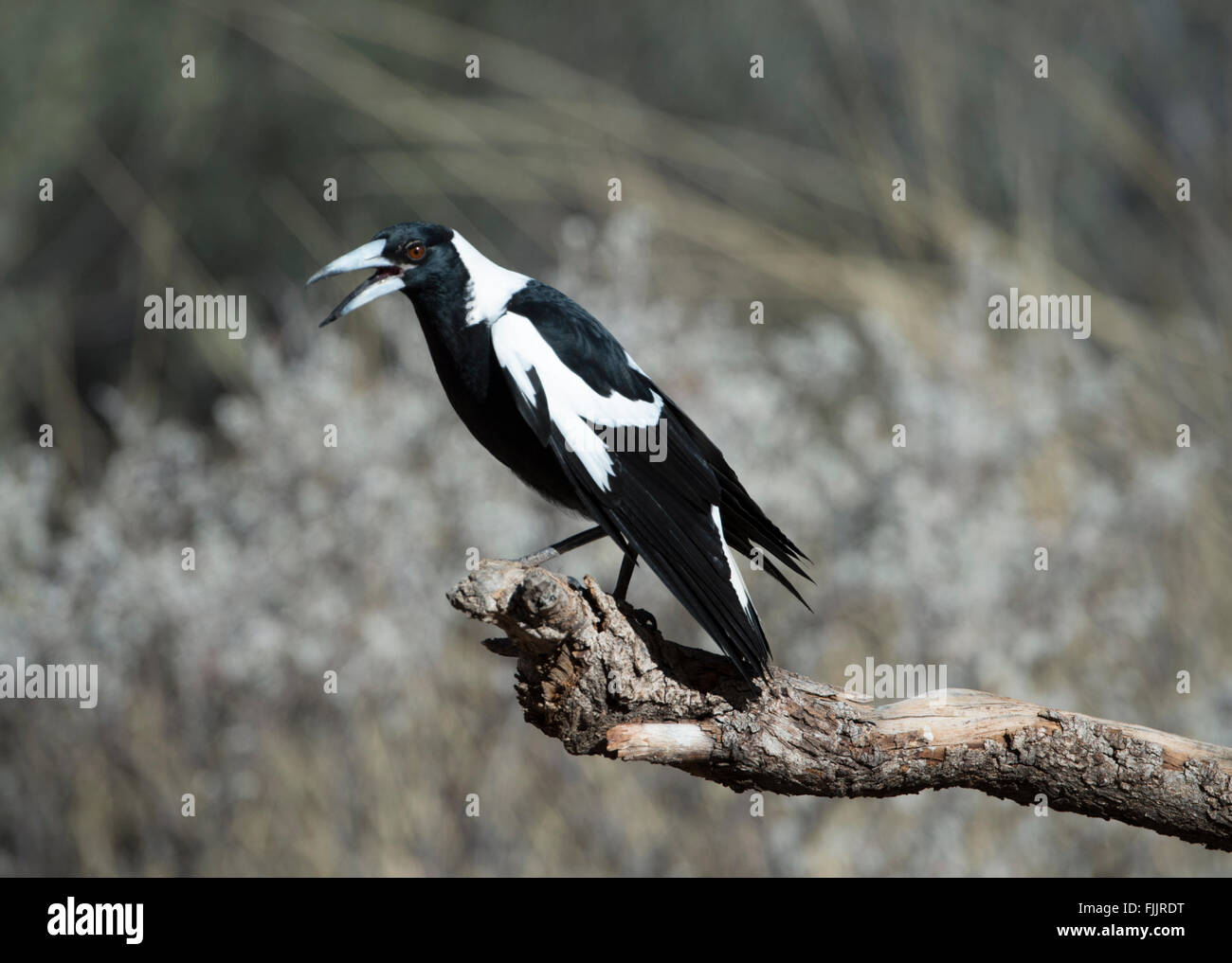 Australian Magpie (Gymnorhina tibicen), Northern Territory, Australia ...