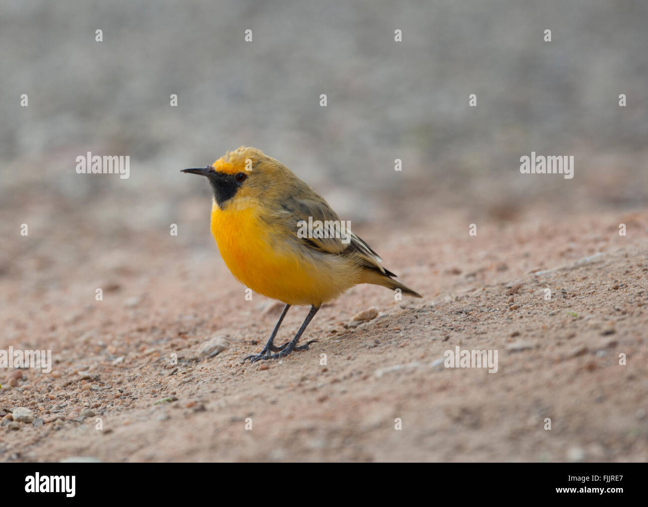 Orange Chat (Epthianura aurifrons), Alice Springs Desert Park, Northern ...