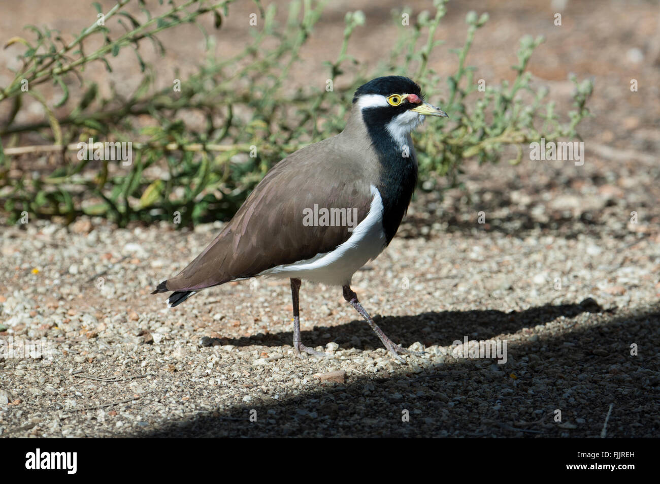 Banded Lapwing (Vanellus tricolor), Alice Springs Desert Park, Northern ...