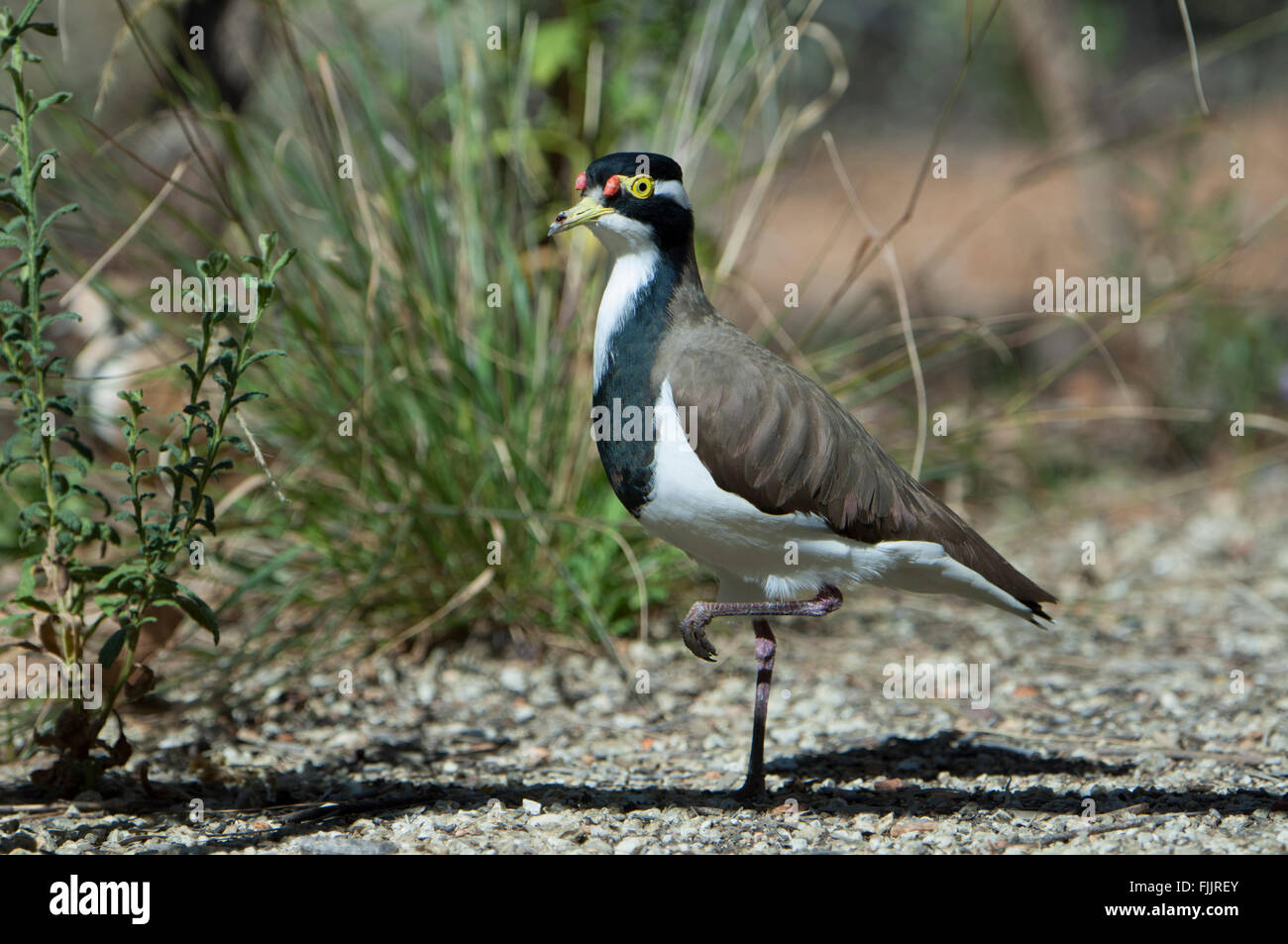 Alice springs desert park animals hi-res stock photography and images ...