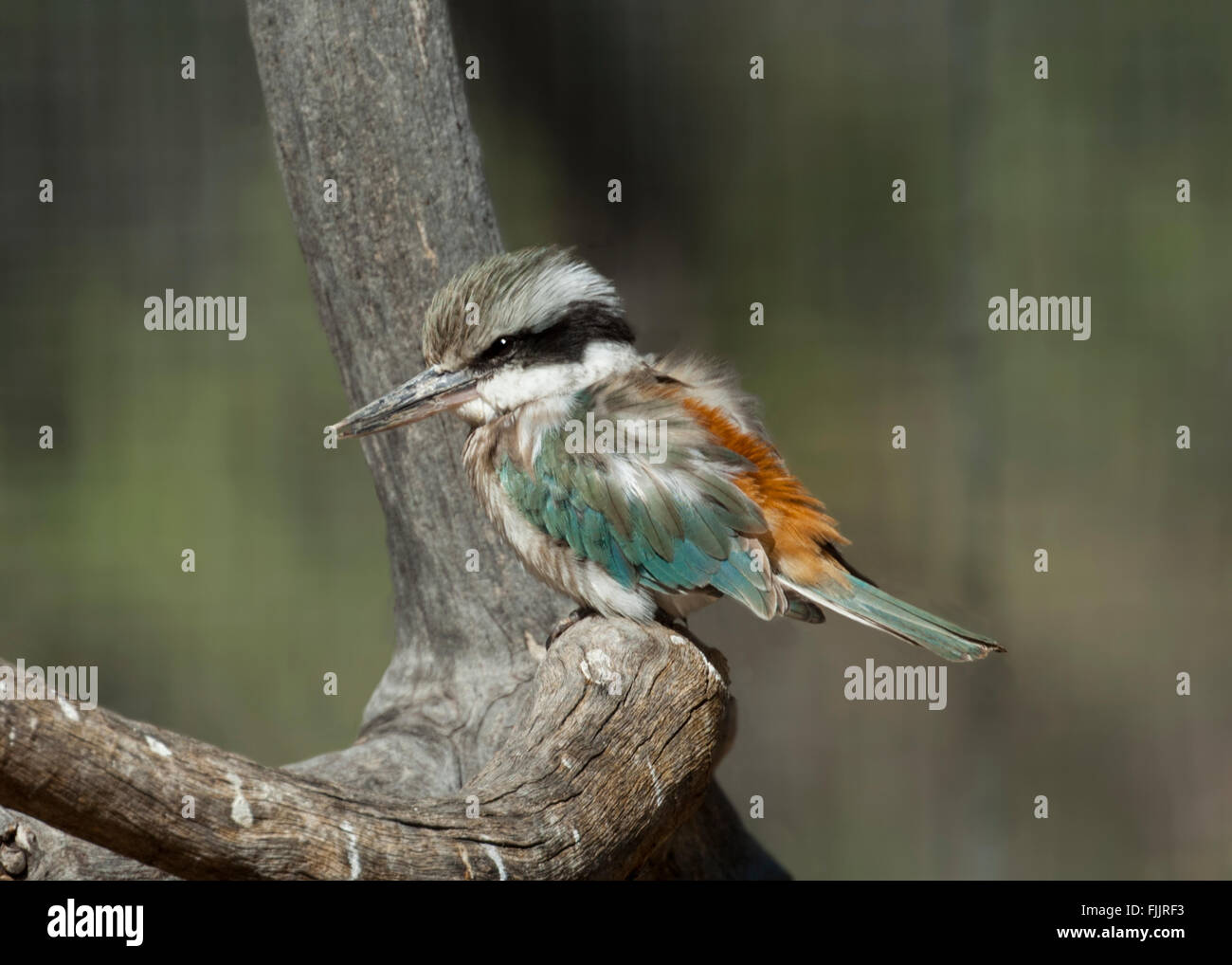 Red-backed Kingfisher (Todiramphus pyrrhopygia), Alice Springs Desert ...