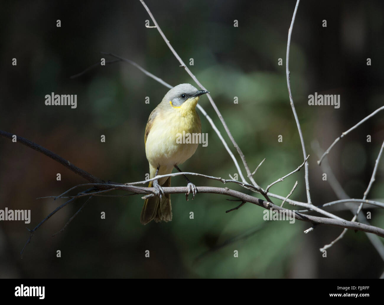 Alice springs desert park animals hi-res stock photography and images ...