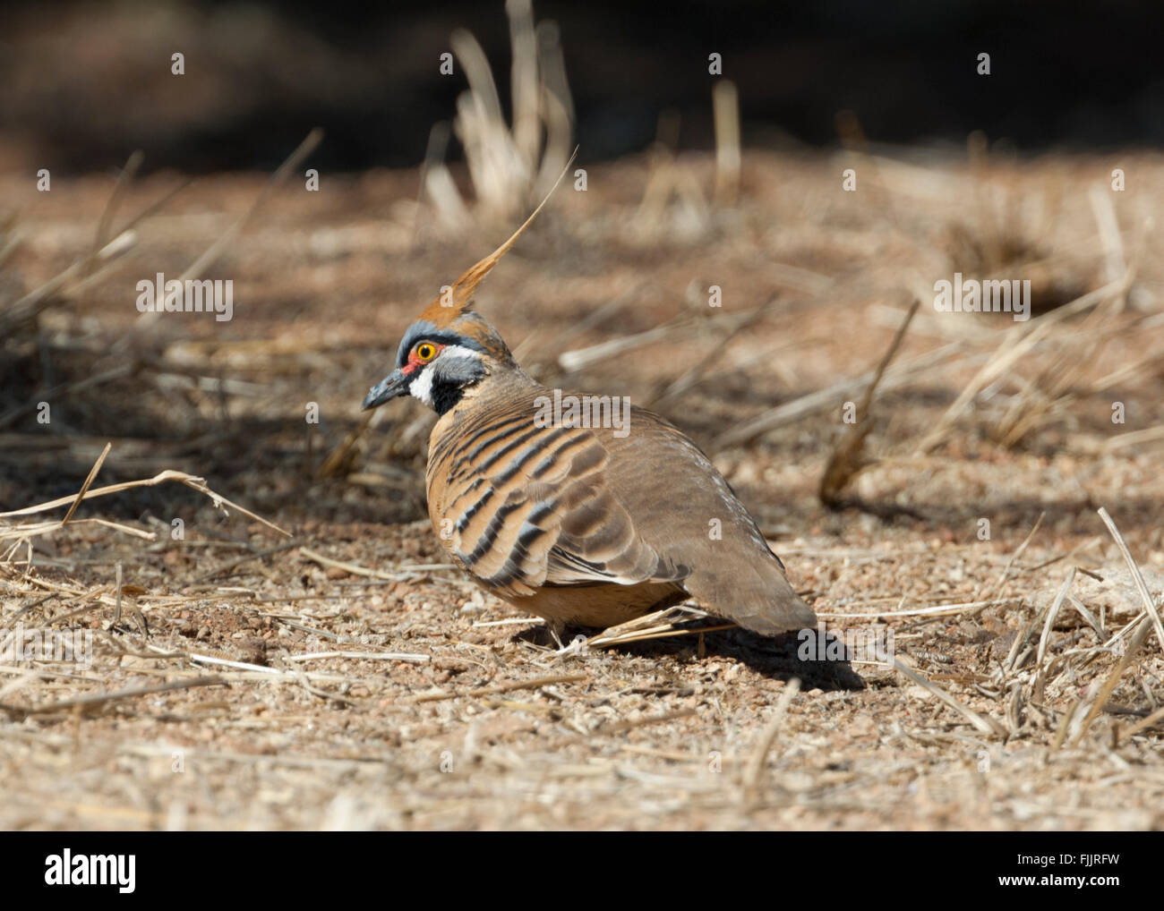 Spinifex Pigeon (Geophaps plumifera), Alice Springs Desert Park ...