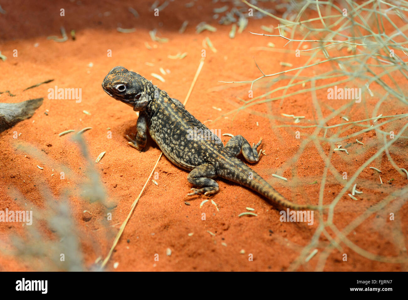 Central Netted Dragon (Ctenophorus nuchalis), Alice Springs Desert Park ...