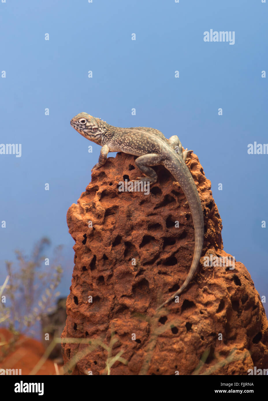 Central Netted Dragon (Ctenophorus nuchalis), Alice Springs Desert Park ...