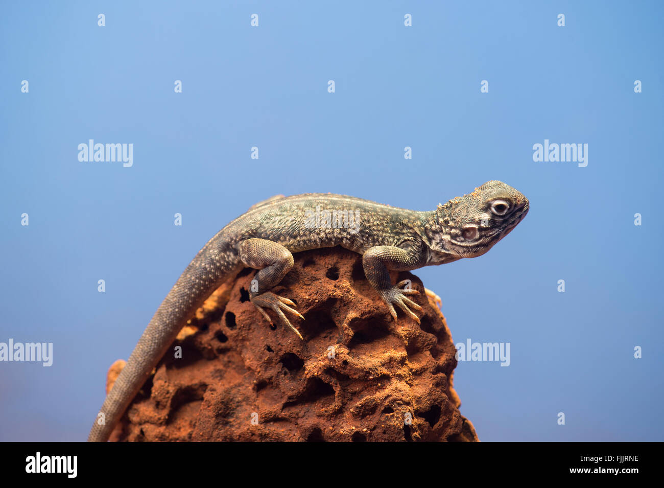 Central Netted Dragon (Ctenophorus nuchalis), Alice Springs Desert Park ...