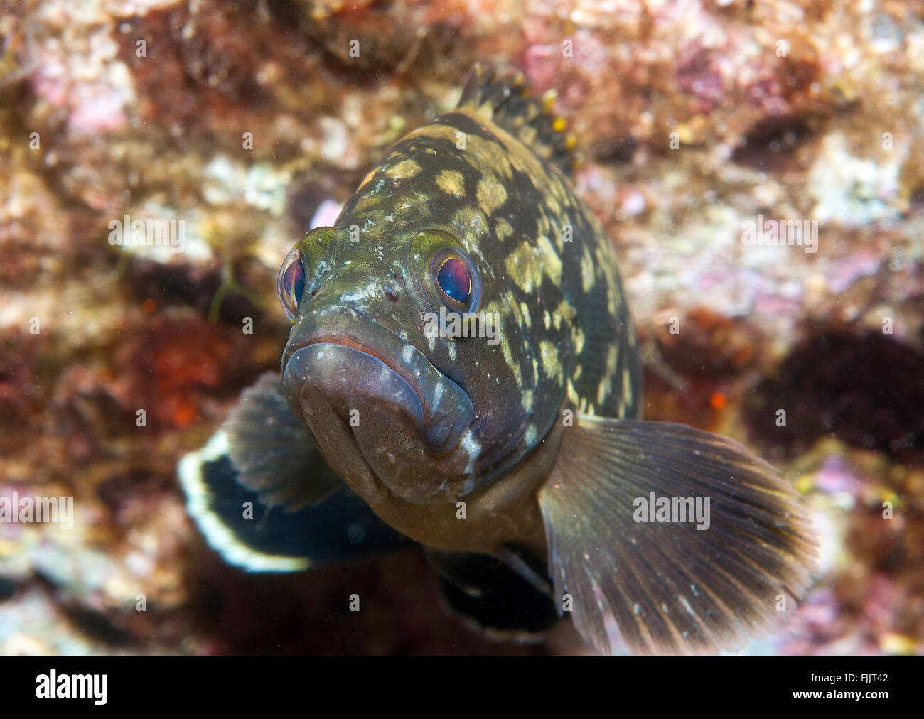 Marine life mediterranean sea grouper hi-res stock photography and ...