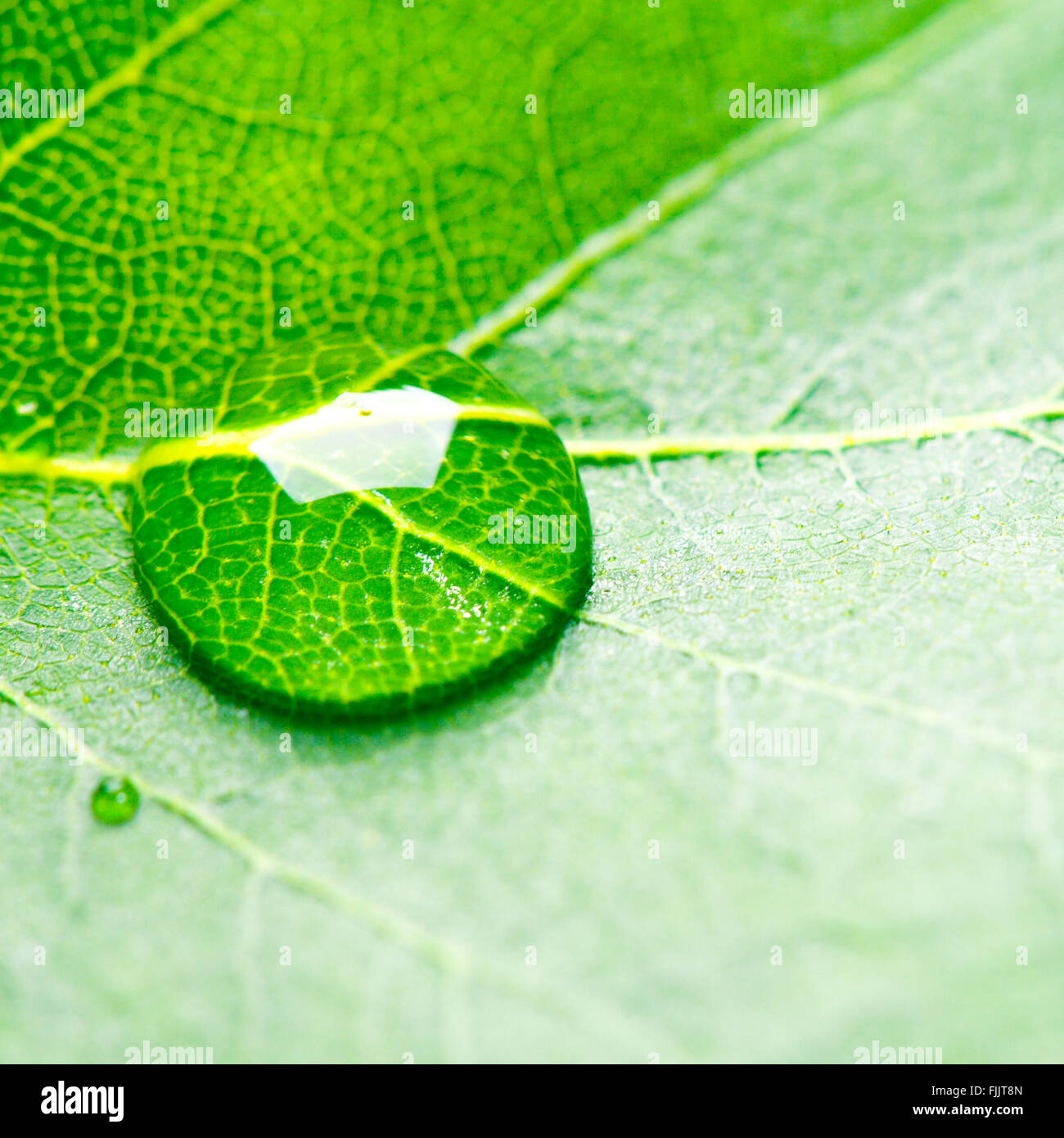 Water drop on leaf Stock Photo - Alamy