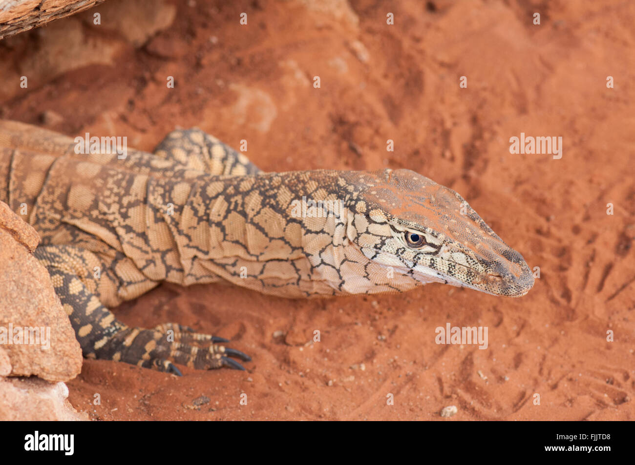 Perentie hi-res stock photography and images - Alamy