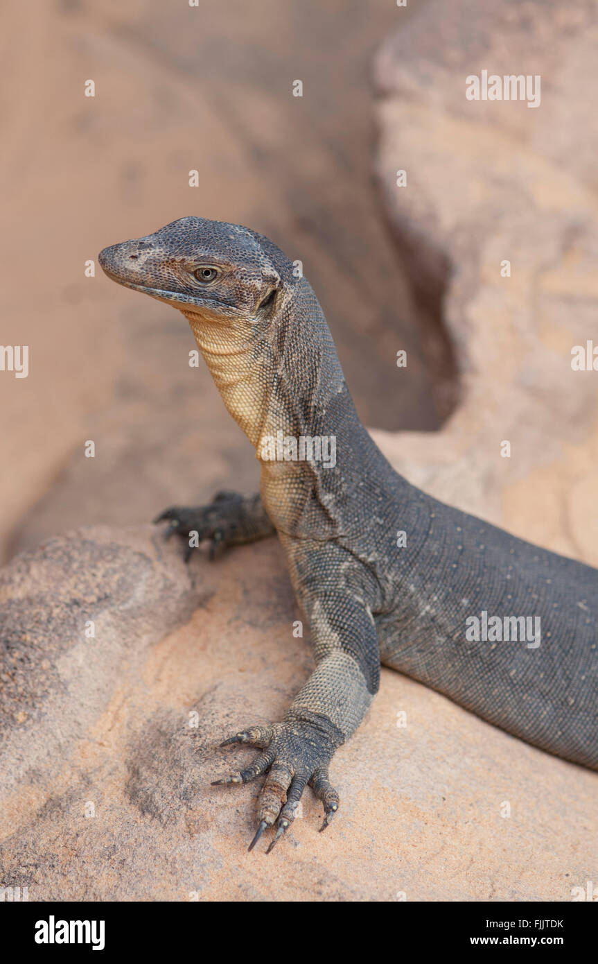 Merten's Water Monitor (Varanus mertensii), Alice Springs Reptile ...