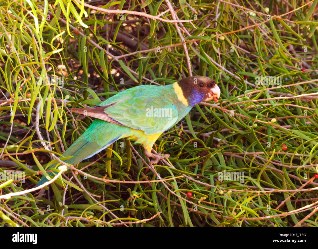 Australian Ringneck or Port Lincoln Parrot (Barnardius zonarius), King ...