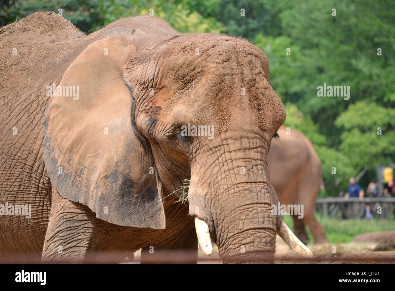 Elephant eating hay Stock Photo - Alamy