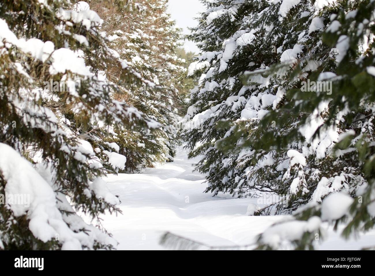 Evergreens and snow hi-res stock photography and images - Alamy