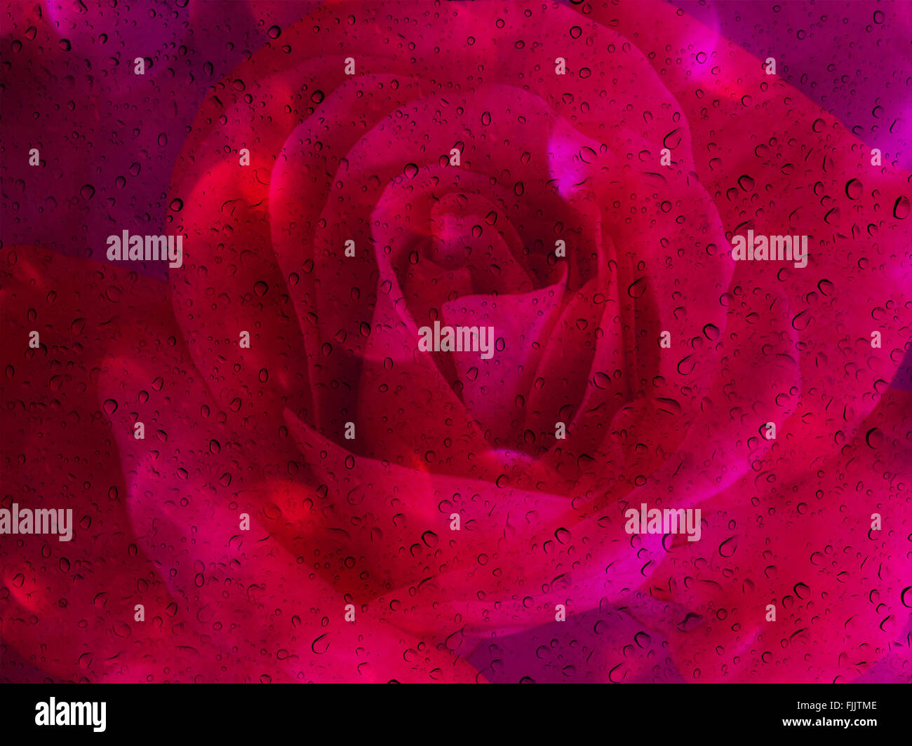 Romantic red rose with water drop on glass mirror plate for abstract ...