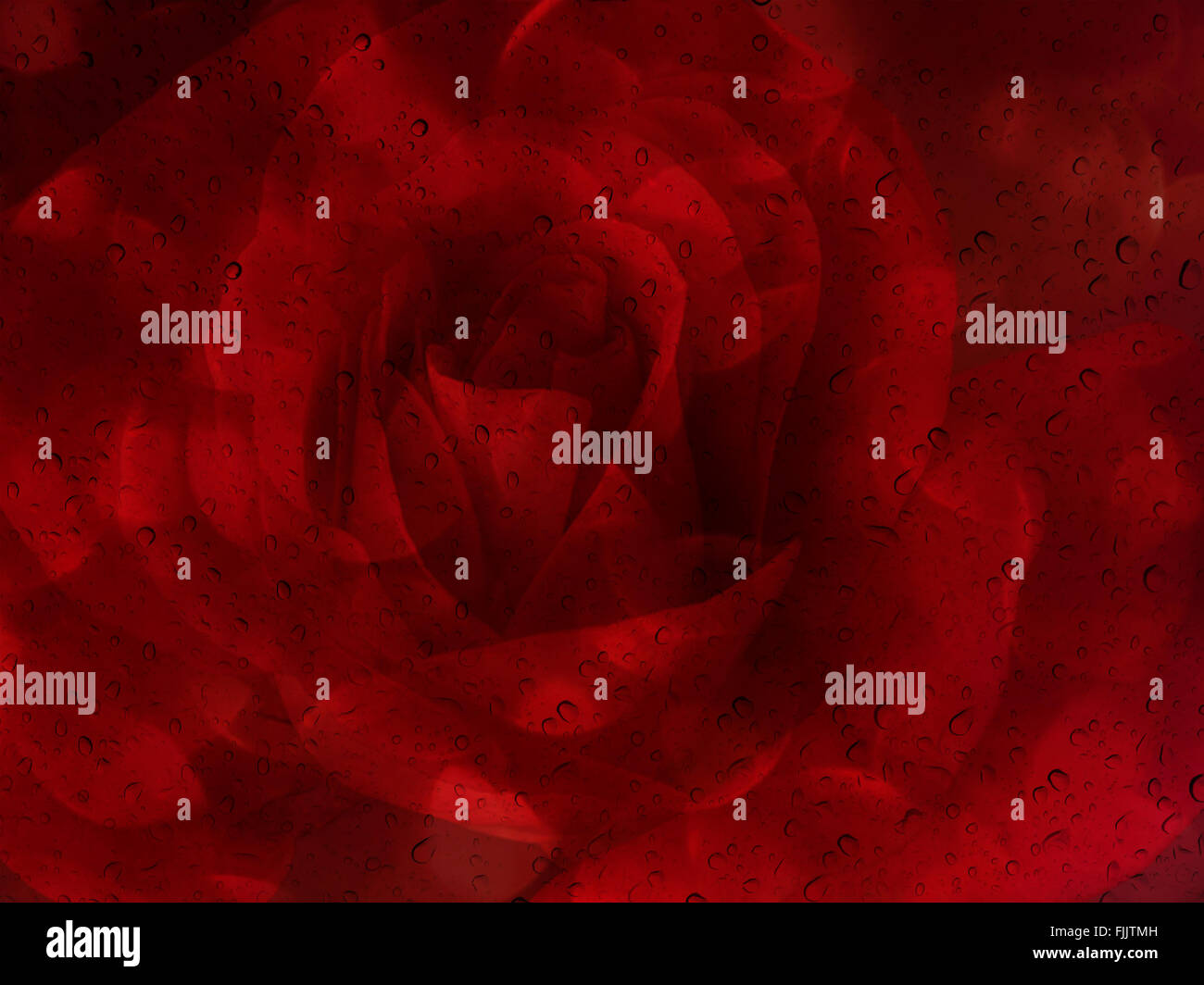 Romantic red rose with water drop on glass mirror plate for abstract ...