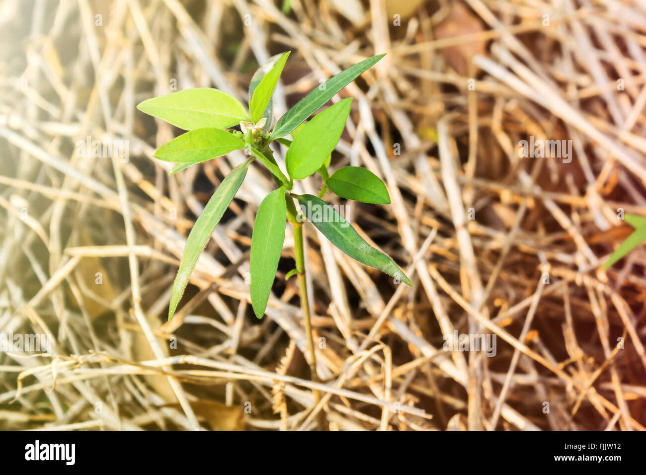 Annual sprout hi-res stock photography and images - Alamy