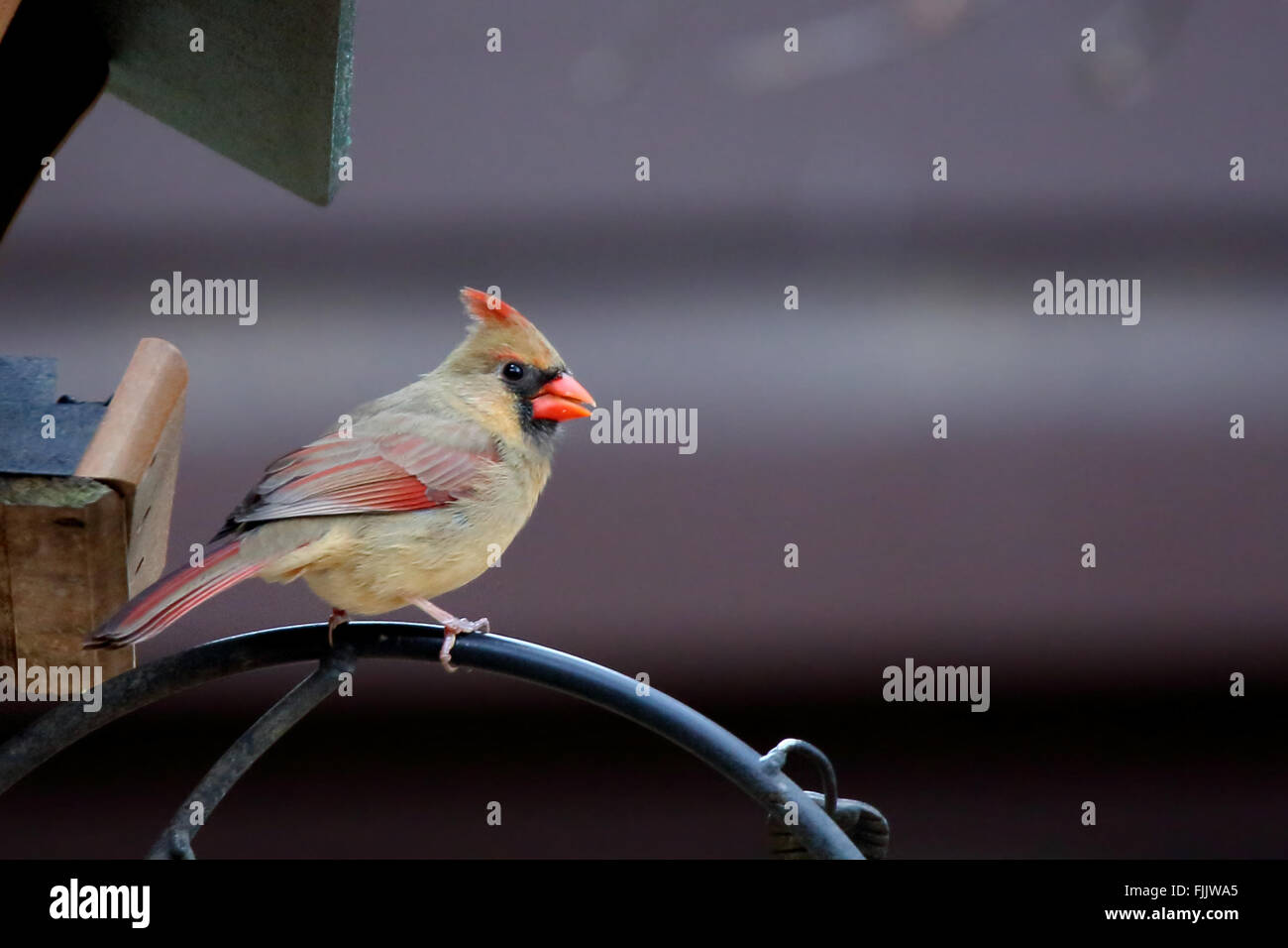 Female cardinal on a branch Stock Photo - Alamy