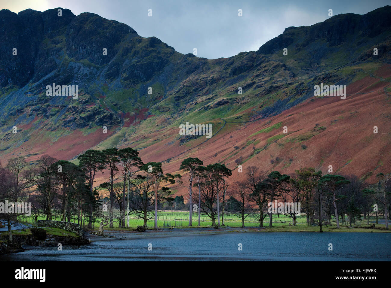 Buttermere Pines, Lake District, Cumbria Stock Photo - Alamy