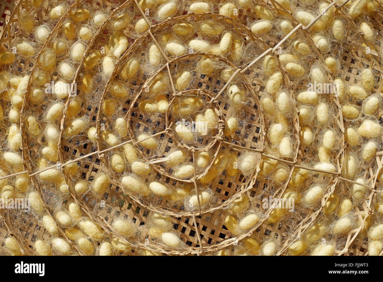 chrysalis yellow silkworm cocoons in nests, life cycle of silk worm ...