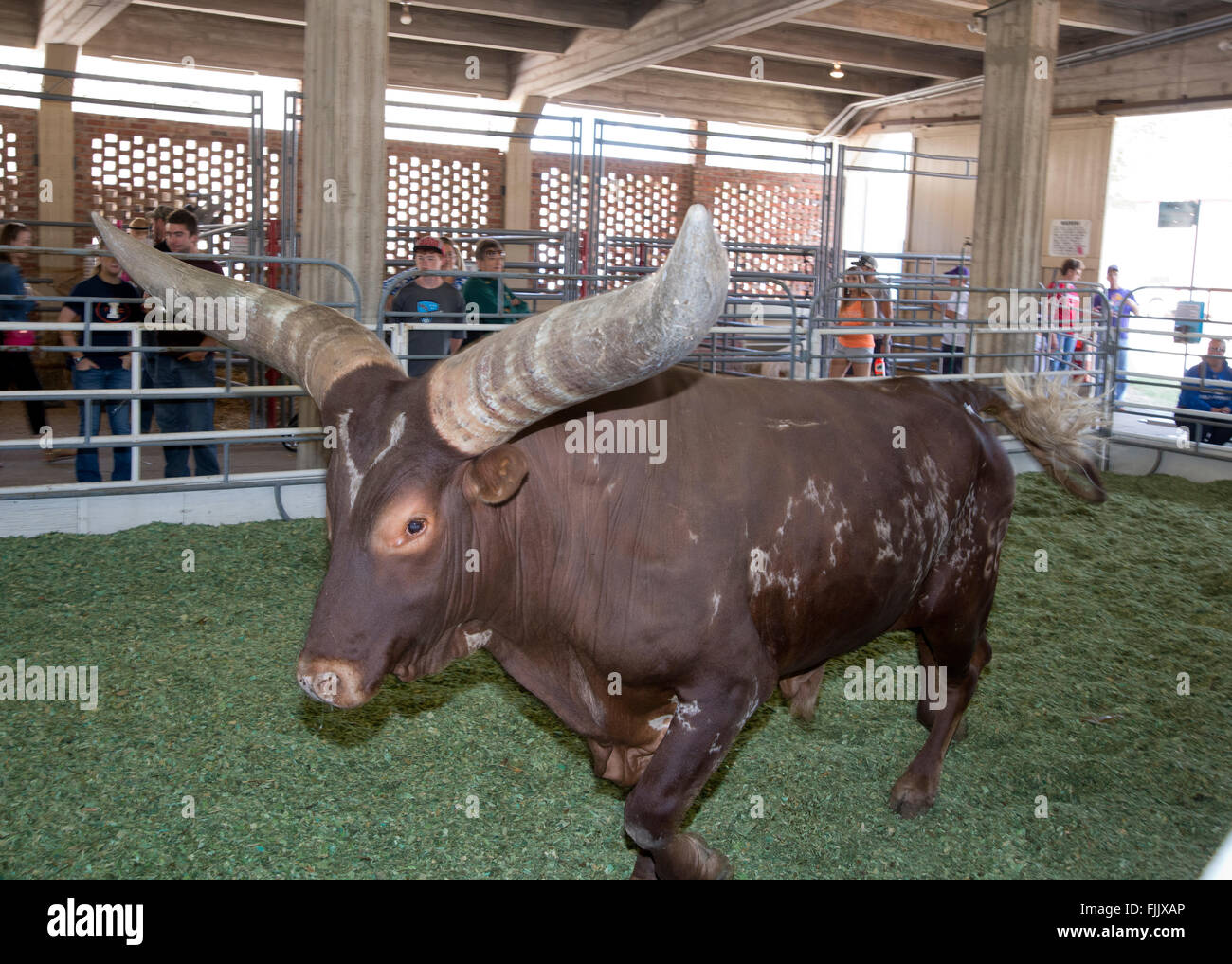 Ankole watusi known ankole longhorn hi-res stock photography and images ...