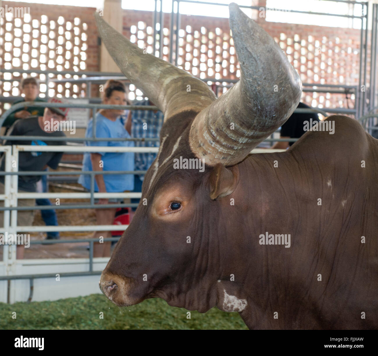 Hutchinson, Kansas, USA, 19th September, 2015 The Watusi Beef Cattle ...