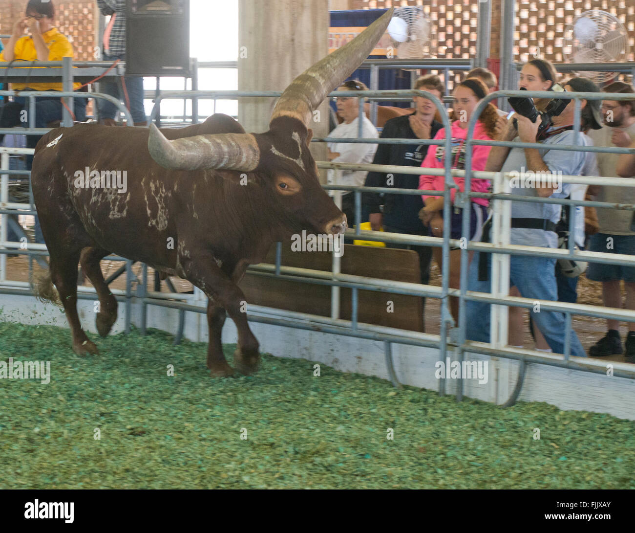 Judging beef cattle hi-res stock photography and images - Alamy