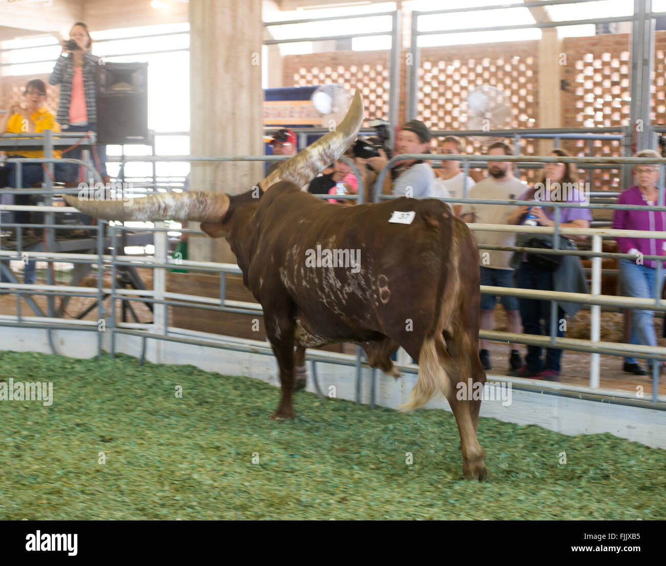 Hutchinson, Kansas, USA, 19th September, 2015 The Watusi Beef Cattle ...