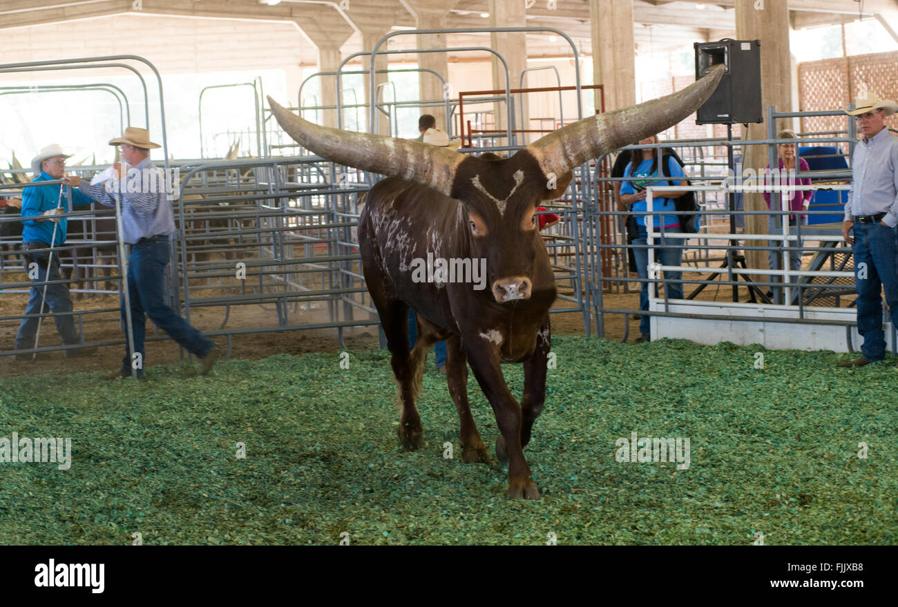 Hutchinson, Kansas, USA, 19th September, 2015 The Watusi Beef Cattle ...