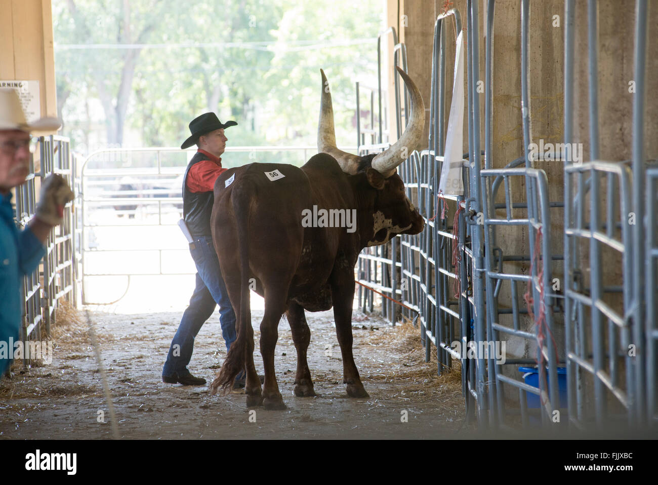 Ankole Watusi Known Ankole Longhorn High Resolution Stock Photography ...