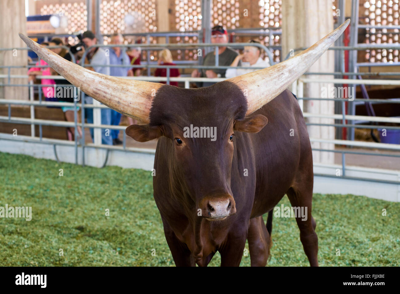 Ankole Watusi Known Ankole Longhorn High Resolution Stock Photography ...