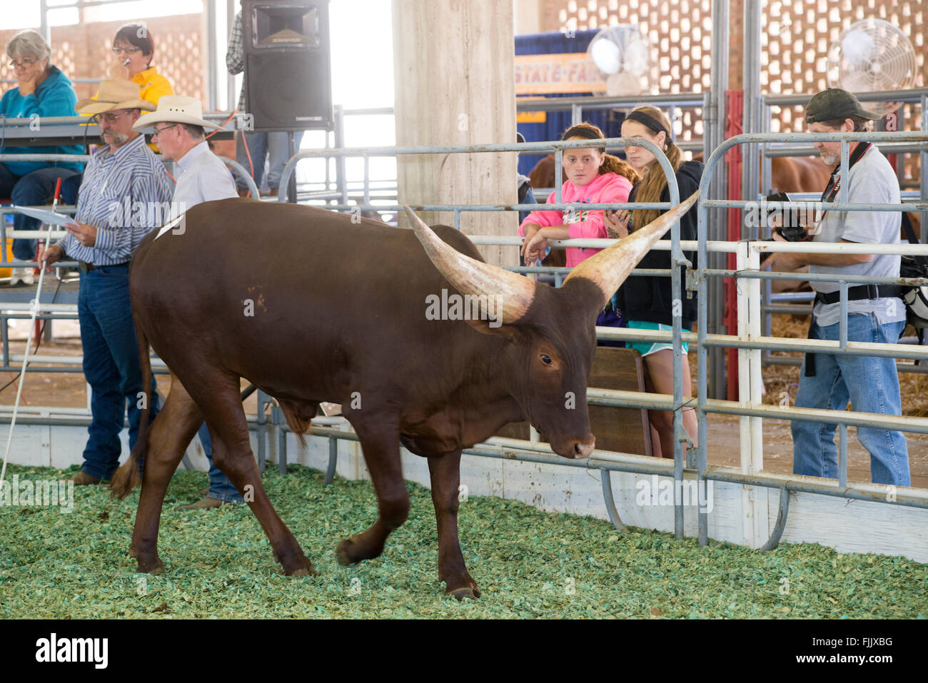 Ankole Watusi Known Ankole Longhorn High Resolution Stock Photography ...