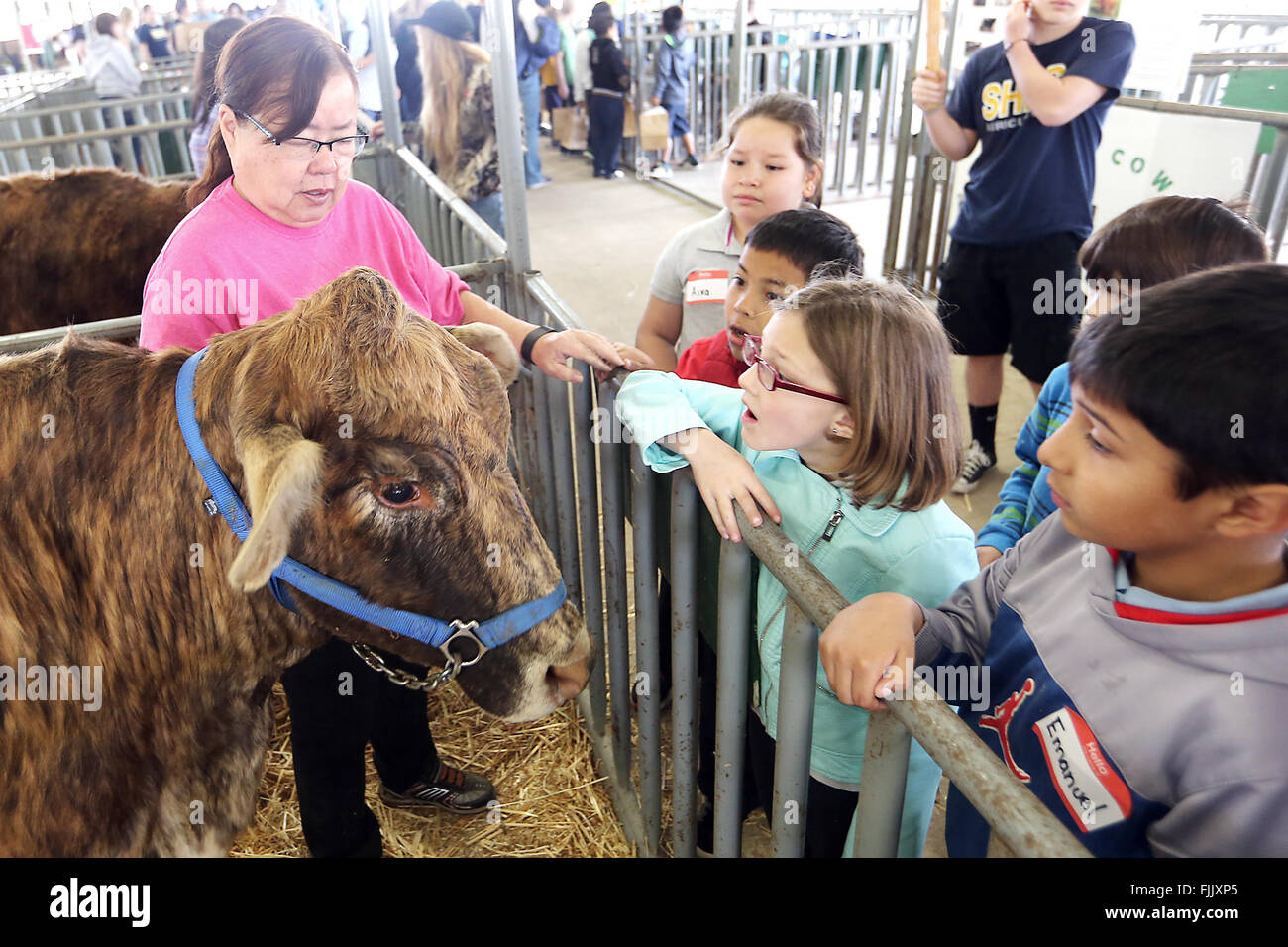 Miniature cow hi-res stock photography and images - Alamy