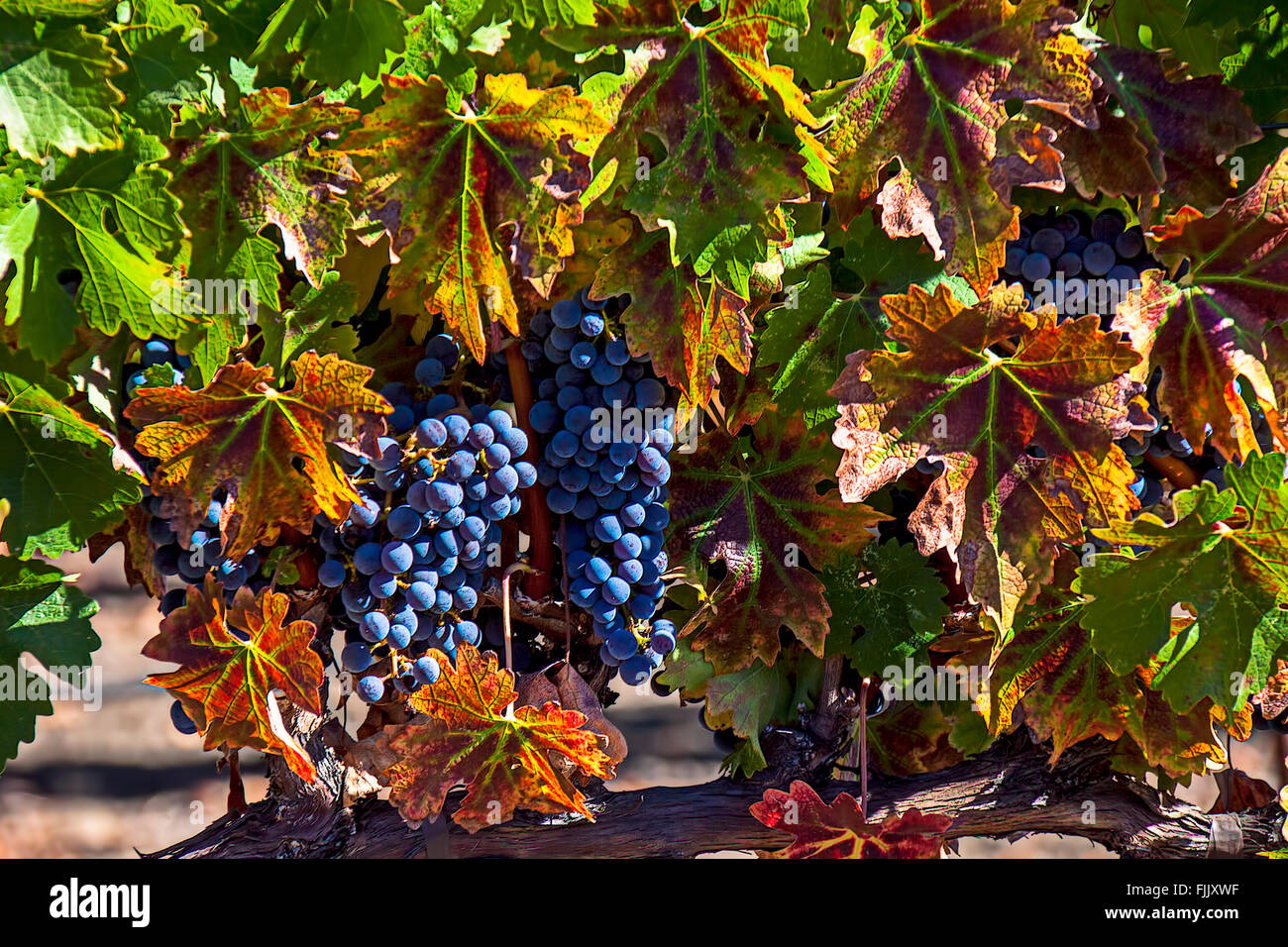 Crops farming agriculture autumn hi-res stock photography and images ...