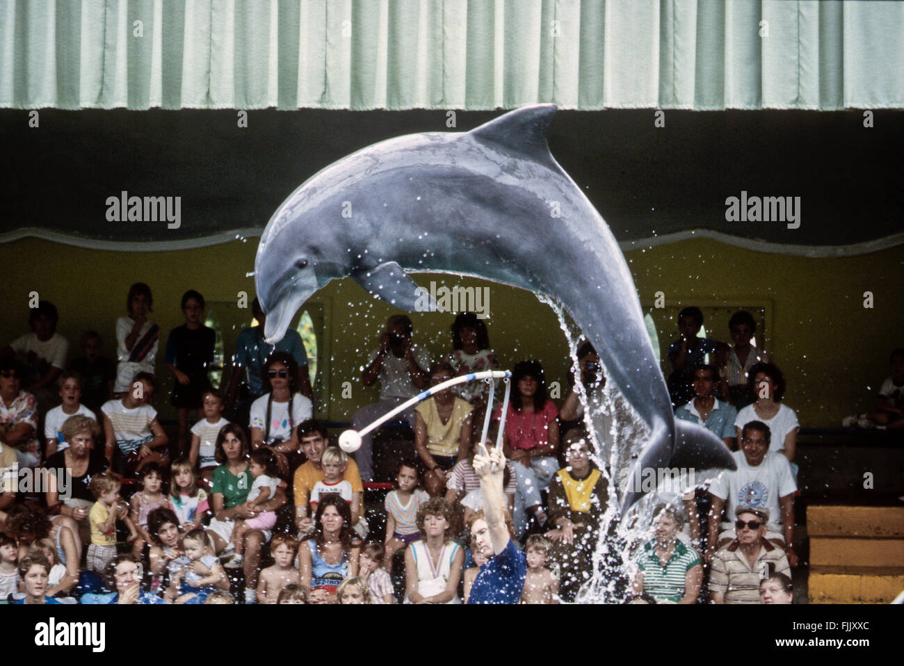 Dolphin show brookfield zoo hi-res stock photography and images - Alamy