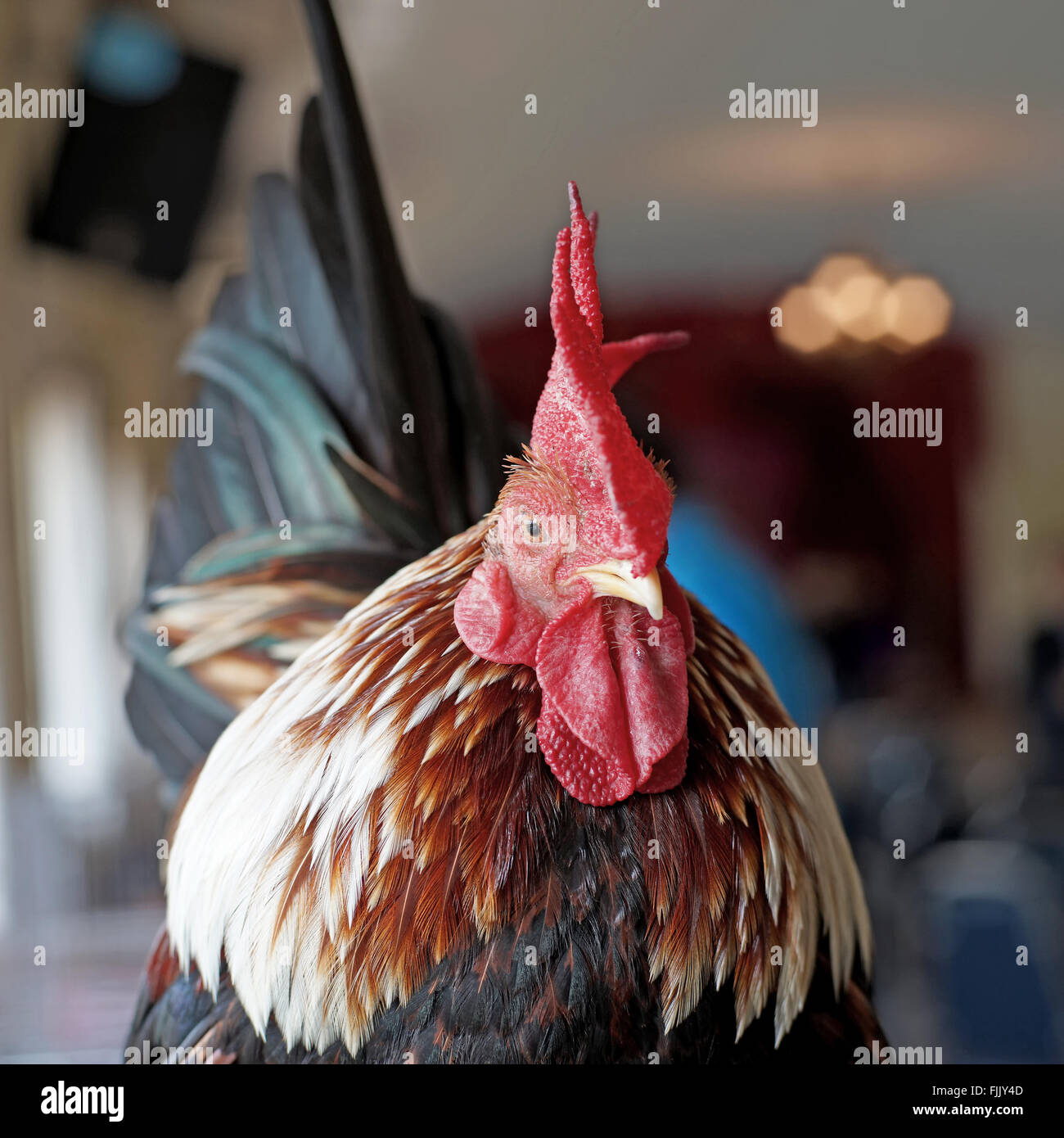 closeup of beautiful rooster in the farm Stock Photo - Alamy