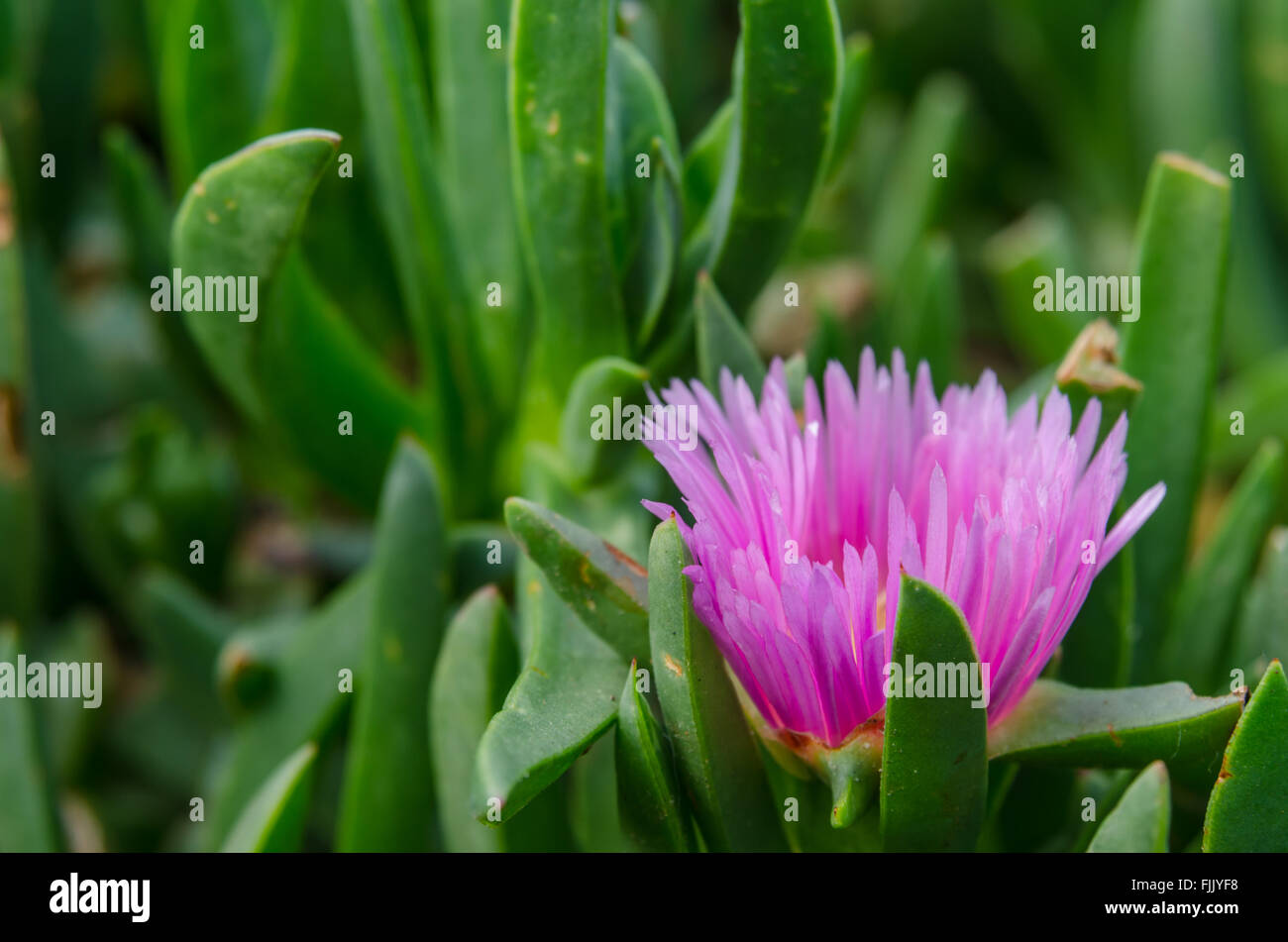 Single pink flower from side in gardens Stock Photo - Alamy