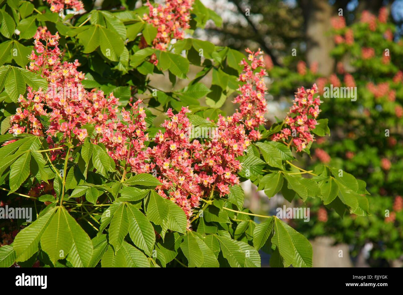 Red chestnut tree hi-res stock photography and images - Alamy