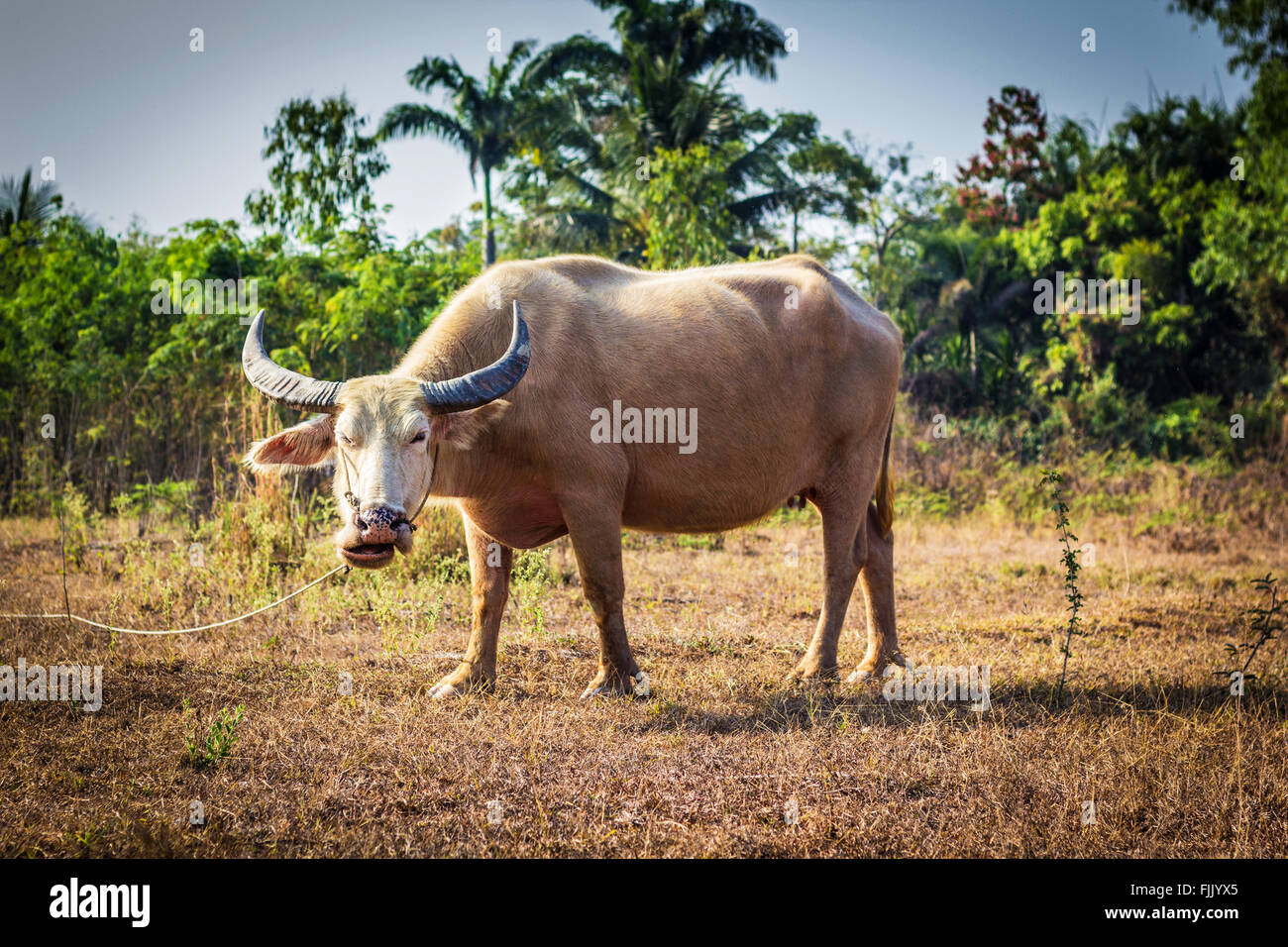 Female Water Buffalo High Resolution Stock Photography and Images - Alamy