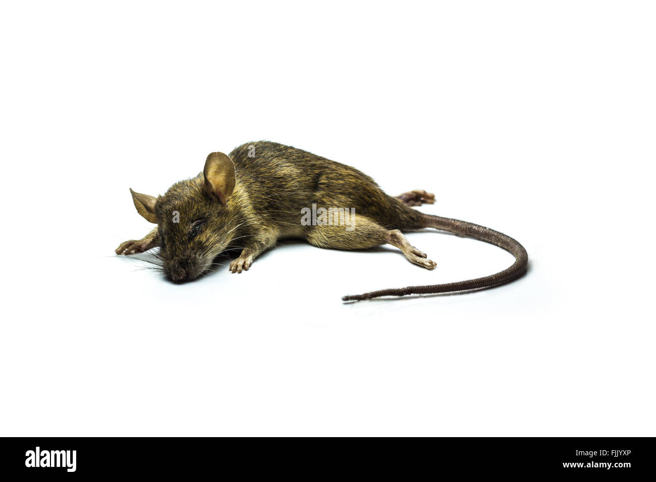 A photo of Dead rat on isolate background Stock Photo - Alamy