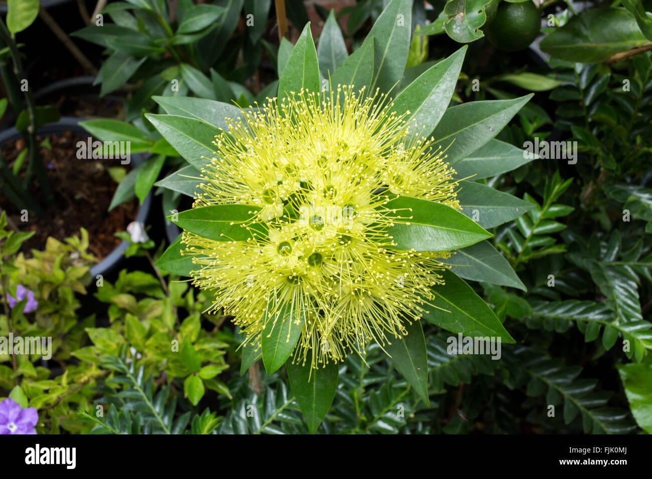Xanthostemon hi-res stock photography and images - Alamy
