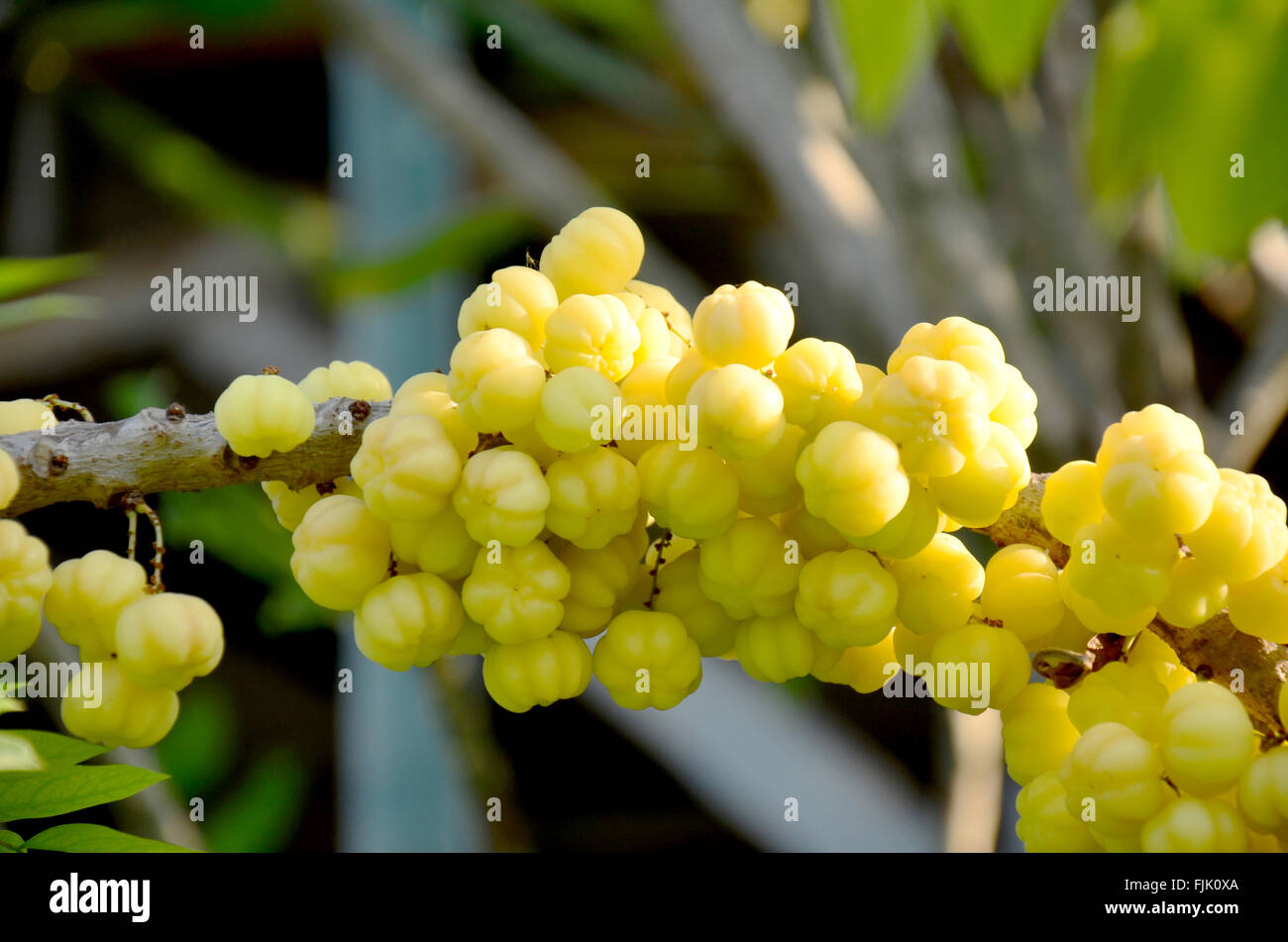 Star Gooseberry Fruit 6 Facts About Star Gooseberries
