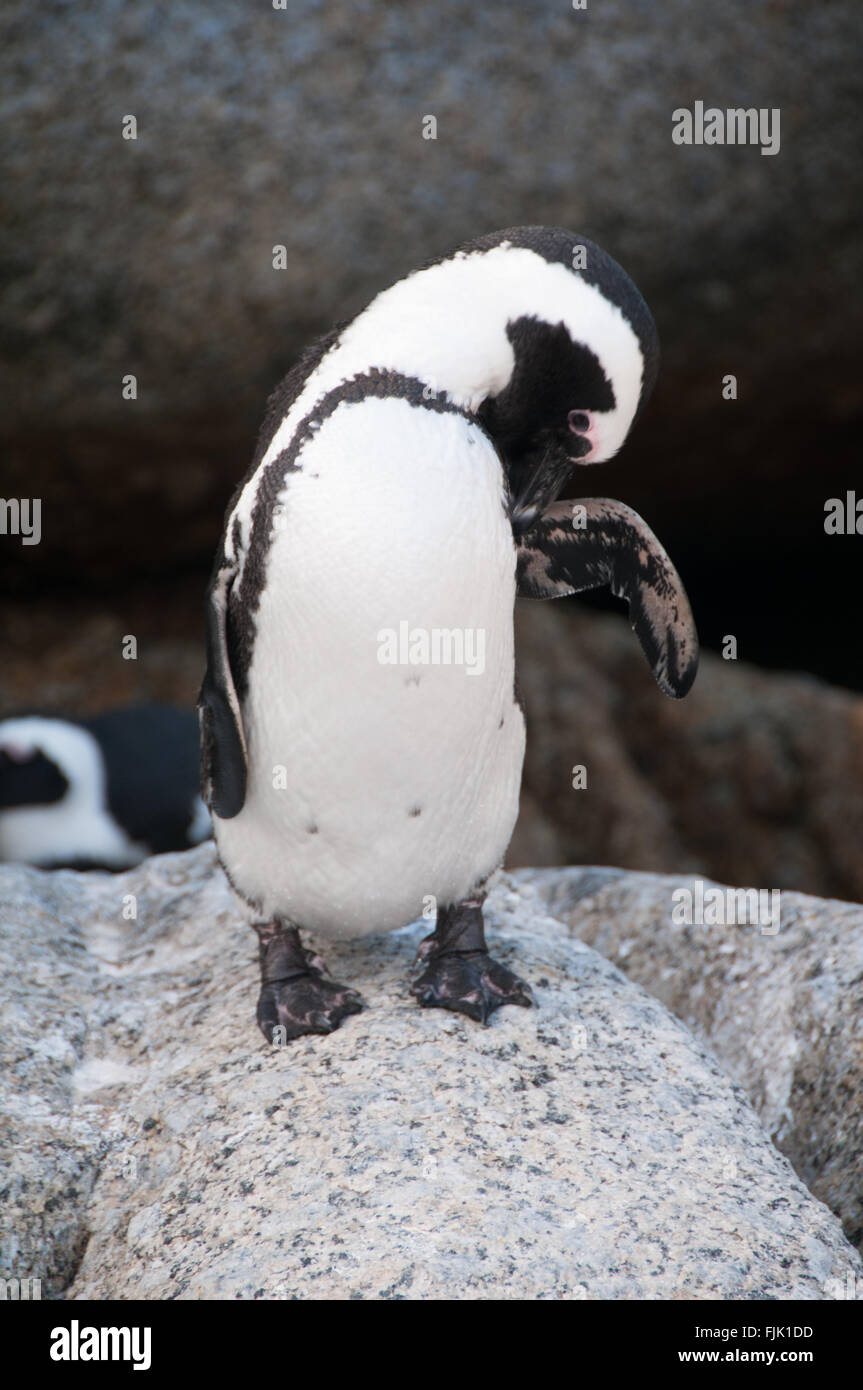 Penguin taking a bath hi-res stock photography and images - Alamy