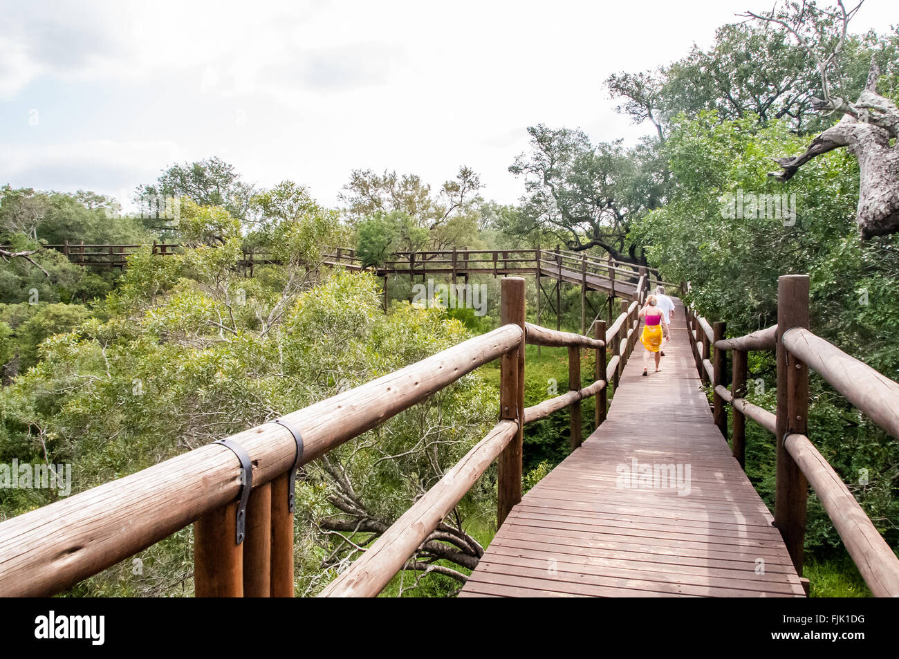 Bridge in tree tops hi-res stock photography and images - Alamy
